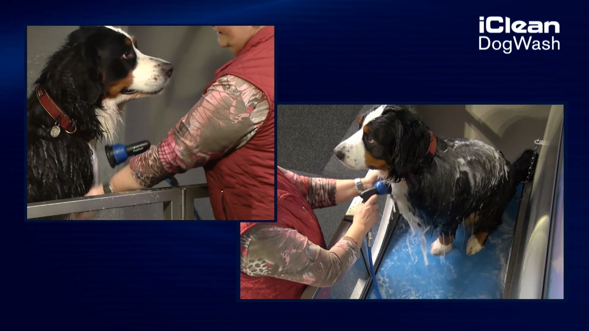 Toilettage pour chien en libre-service : un nouveau concept avec Dogwash